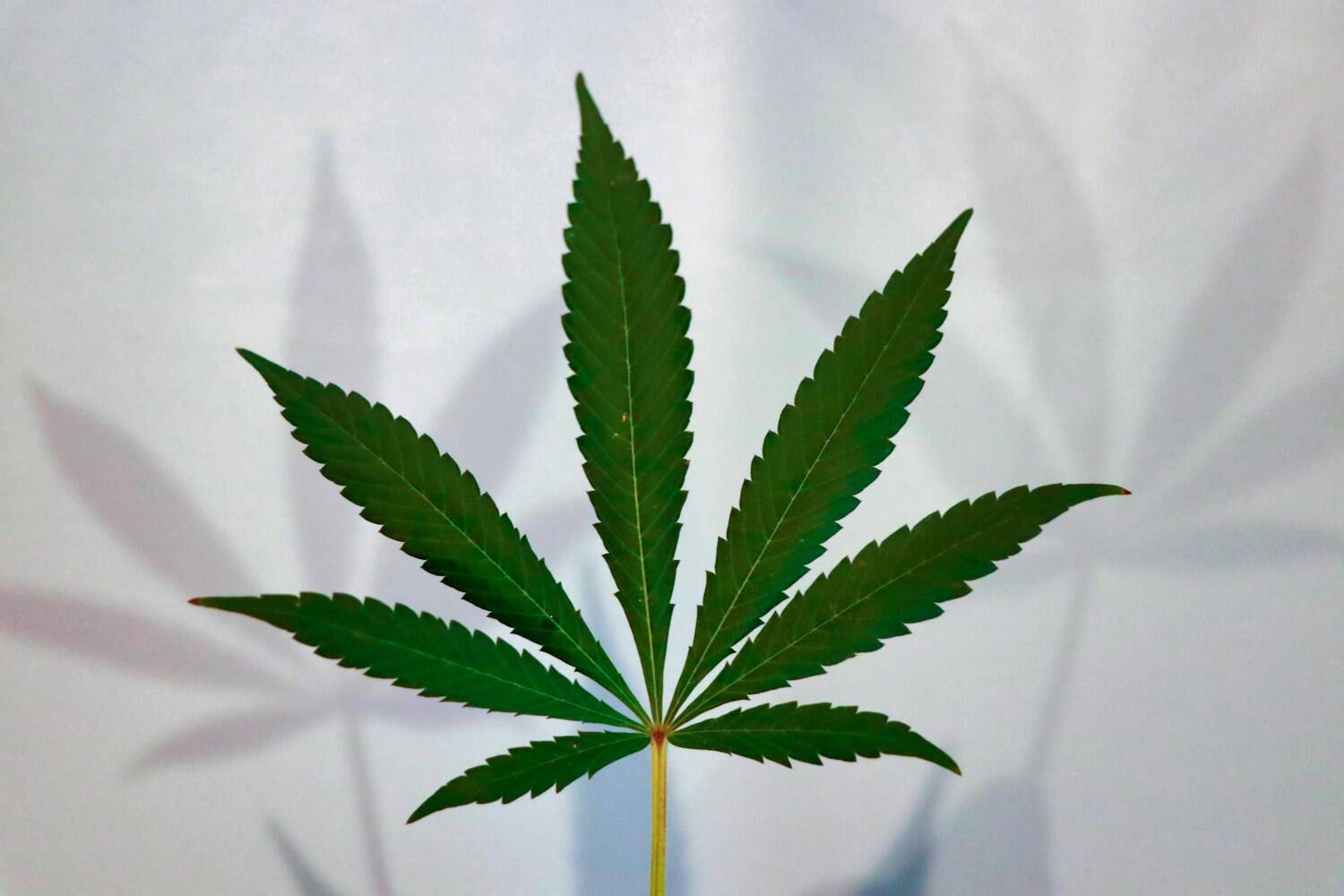 HI Cannabis: On-Site Physicians | $100 Medical Marijuana Cards | 329 ...